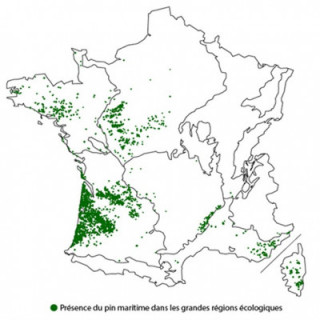 D&P Green | Tout savoir sur le pin maritime, une écorce précieuse ! D&P ...
